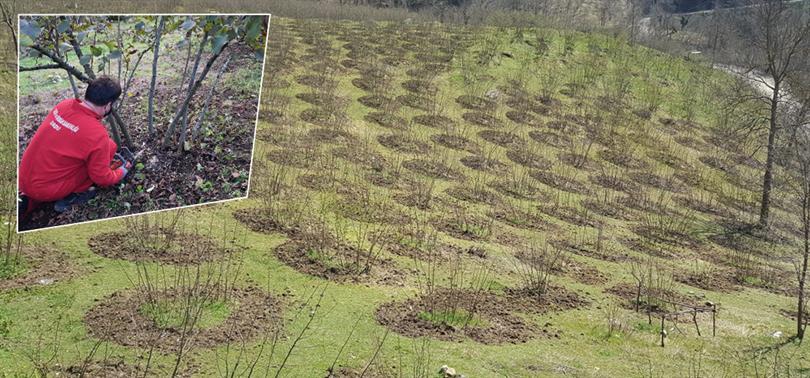 SON 7 YILDA 3 BİNİN ÜZERİNDE ÖRNEK FINDIK BAHÇESİ OLUŞTURDUK